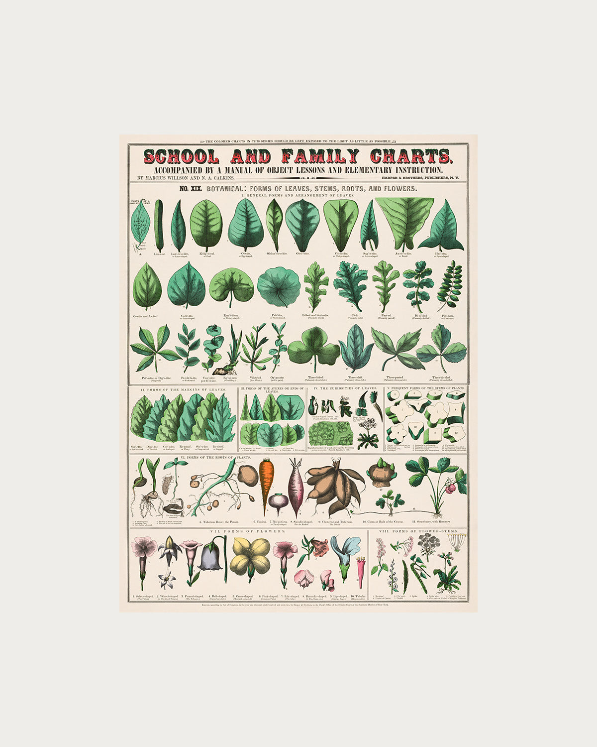 Botanical Forms Poster – Maris Home
